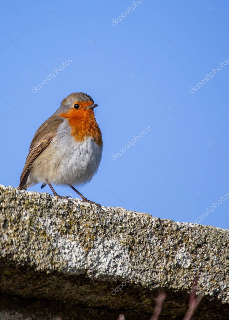 El Robin europeo (Erithacus rubecula) es un ave pequeña e icónica ...