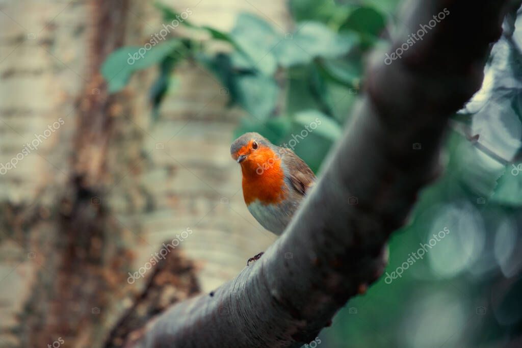 El Robin europeo (Erithacus rubecula) es un ave pequeña e icónica ...