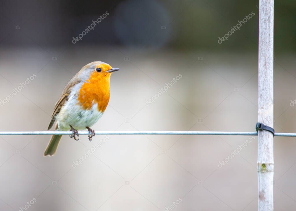 El Robin europeo (Erithacus rubecula) es un ave pequeña e icónica ...