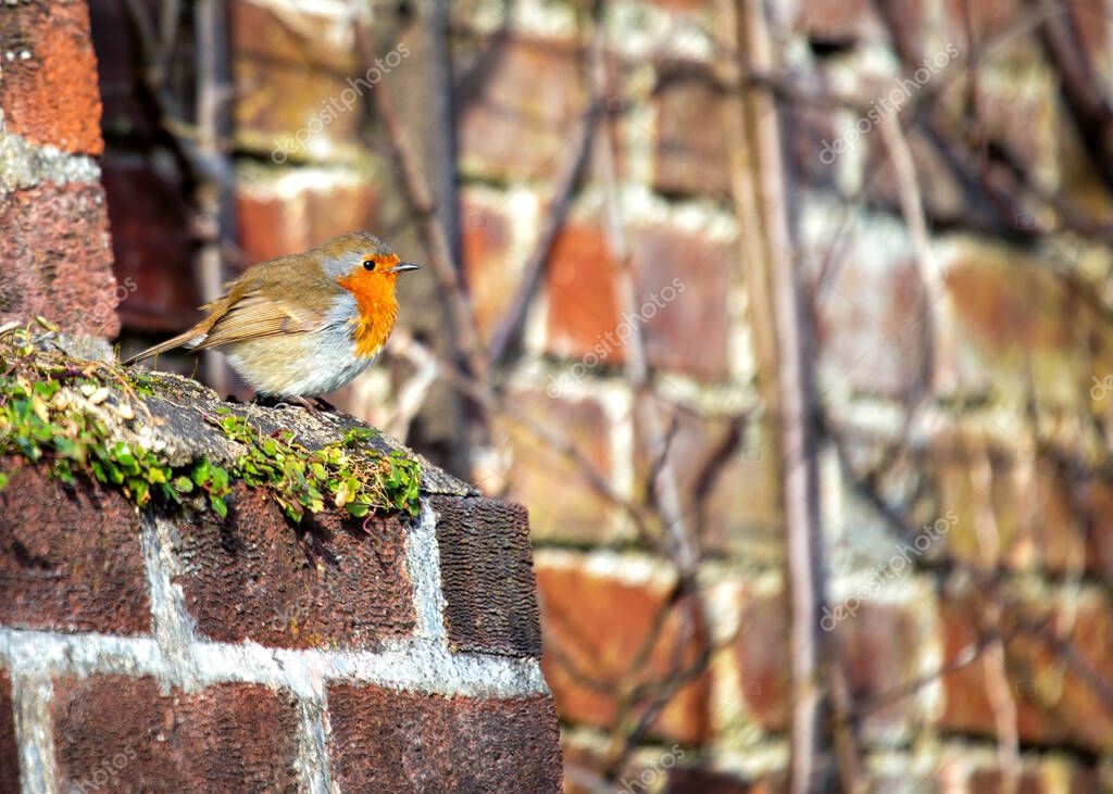 El Robin europeo (Erithacus rubecula) es un ave pequeña e icónica ...
