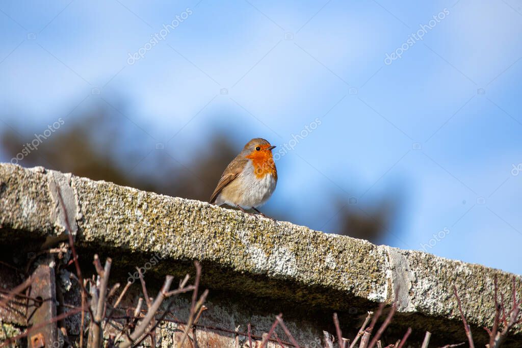 El Robin europeo (Erithacus rubecula) es un ave pequeña e icónica ...