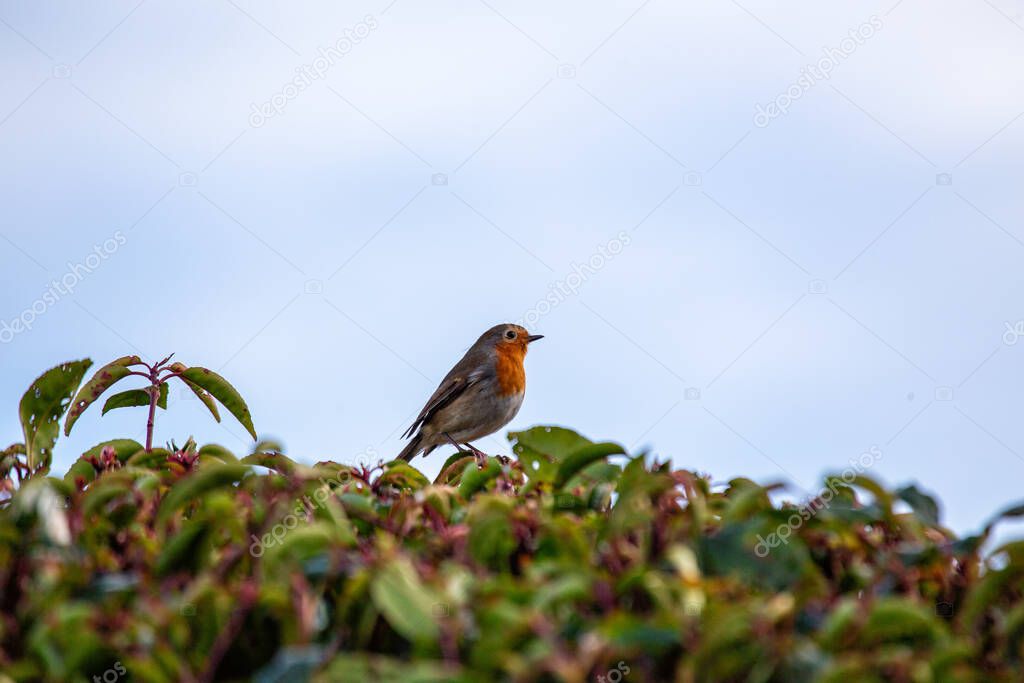 El Robin europeo (Erithacus rubecula) es un ave pequeña e icónica ...