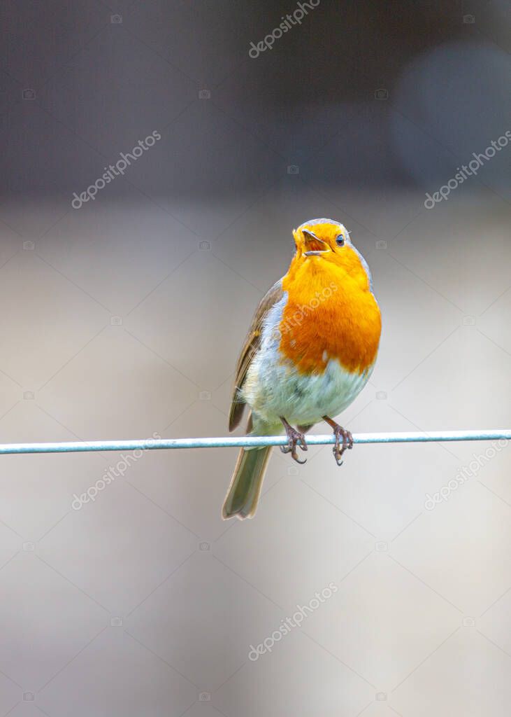 El Robin europeo (Erithacus rubecula) es un ave pequeña e icónica ...