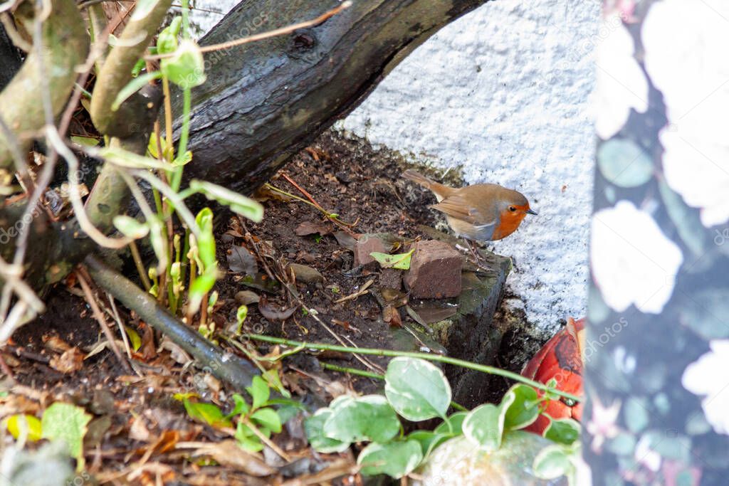 El Robin europeo (Erithacus rubecula) es un ave pequeña e icónica ...