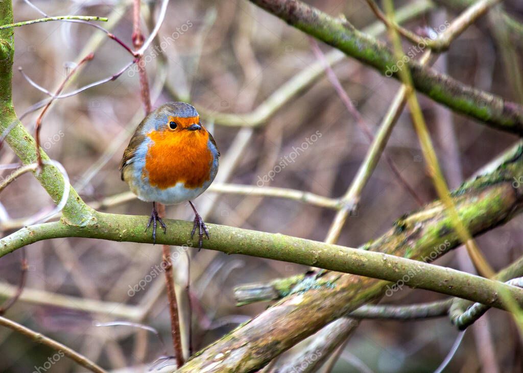 El Robin europeo (Erithacus rubecula) es un ave pequeña e icónica ...