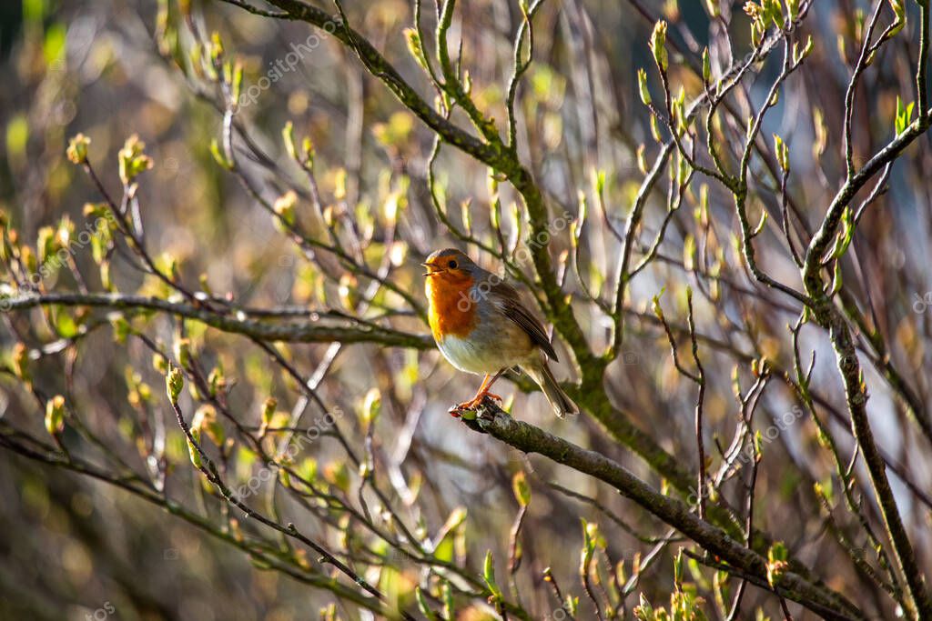 El Robin europeo (Erithacus rubecula) es un ave pequeña e icónica ...