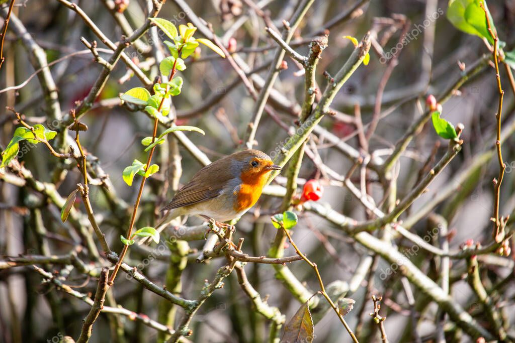 El Robin europeo (Erithacus rubecula) es un ave pequeña e icónica ...
