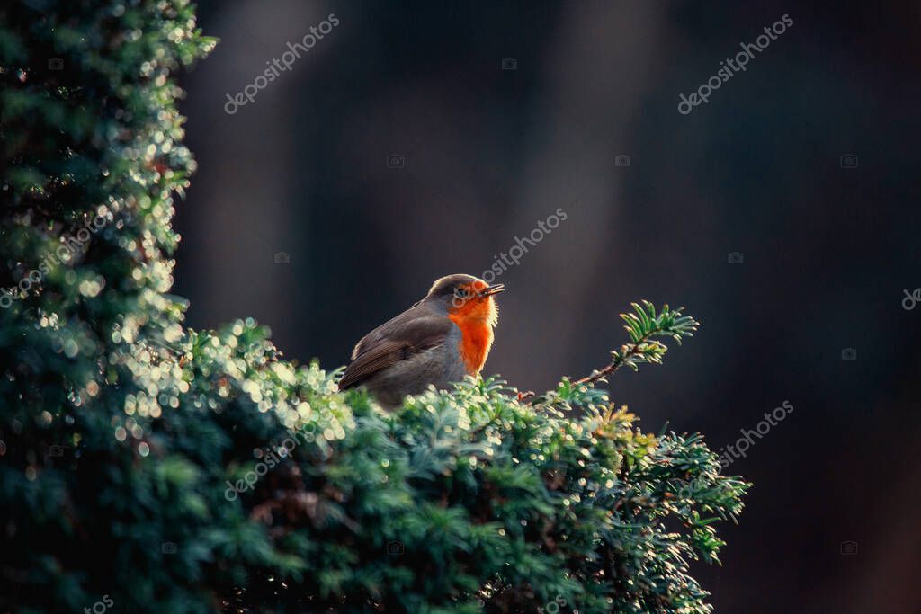 El Robin europeo (Erithacus rubecula) es un ave pequeña e icónica ...