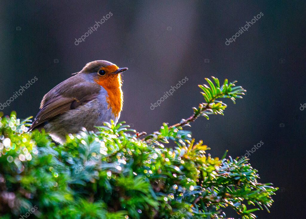 El Robin europeo (Erithacus rubecula) es un ave pequeña e icónica ...