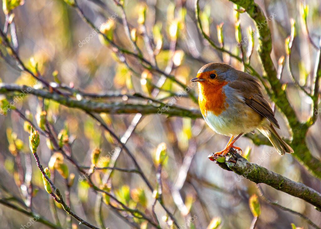 El Robin europeo (Erithacus rubecula) es un ave pequeña e icónica ...