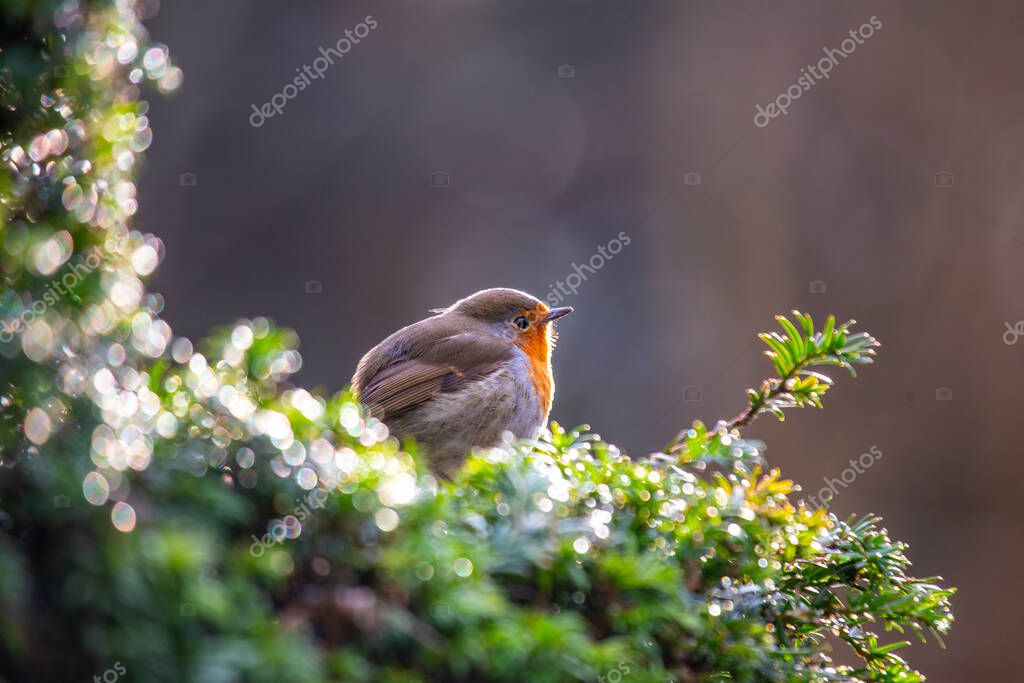 El Robin europeo (Erithacus rubecula) es un ave pequeña e icónica ...