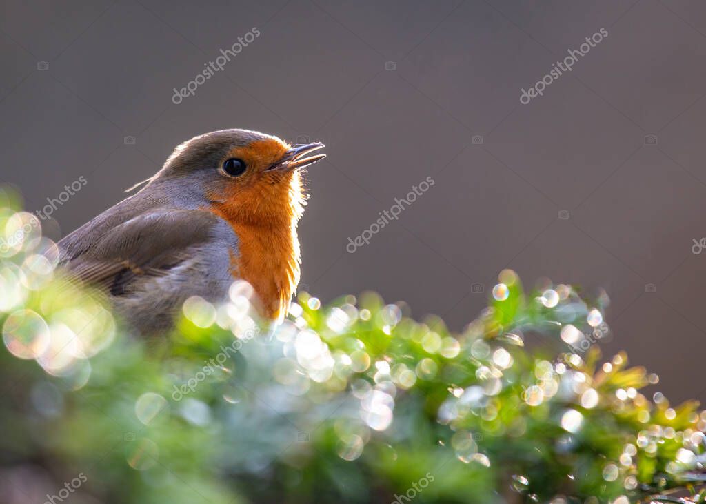El Robin europeo (Erithacus rubecula) es un ave pequeña e icónica ...