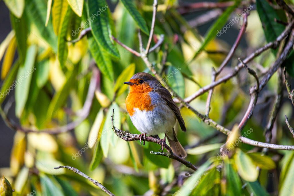 El Robin europeo (Erithacus rubecula) es un ave pequeña e icónica ...