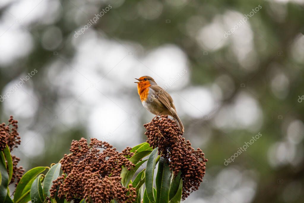 El Robin europeo (Erithacus rubecula) es un ave pequeña e icónica ...