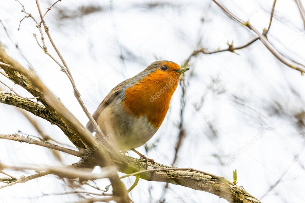 Un encantador pecho rojo europeo de Robin (Erithacus rubecula) visto en ...