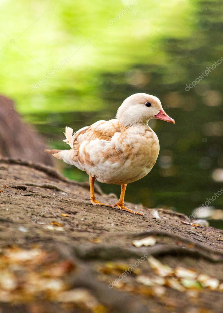 Pato mandarín albino raro, Aix galericulata, visto en el Phoenix Park ...
