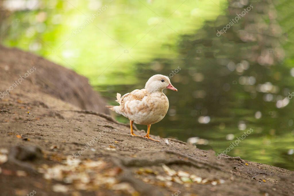 Pato mandarín albino raro, Aix galericulata, visto en el Phoenix Park ...