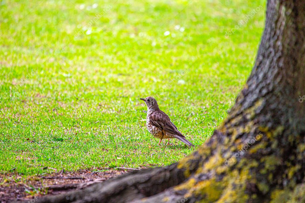 Capturado en Dublín, Irlanda, el Zorzal Mistle (Turdus viscivorus) es ...