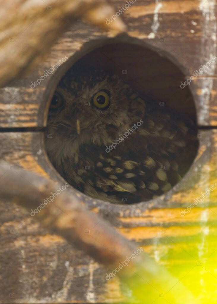 El búho pequeño es un búho pequeño que se encuentra en Europa, Asia y ...