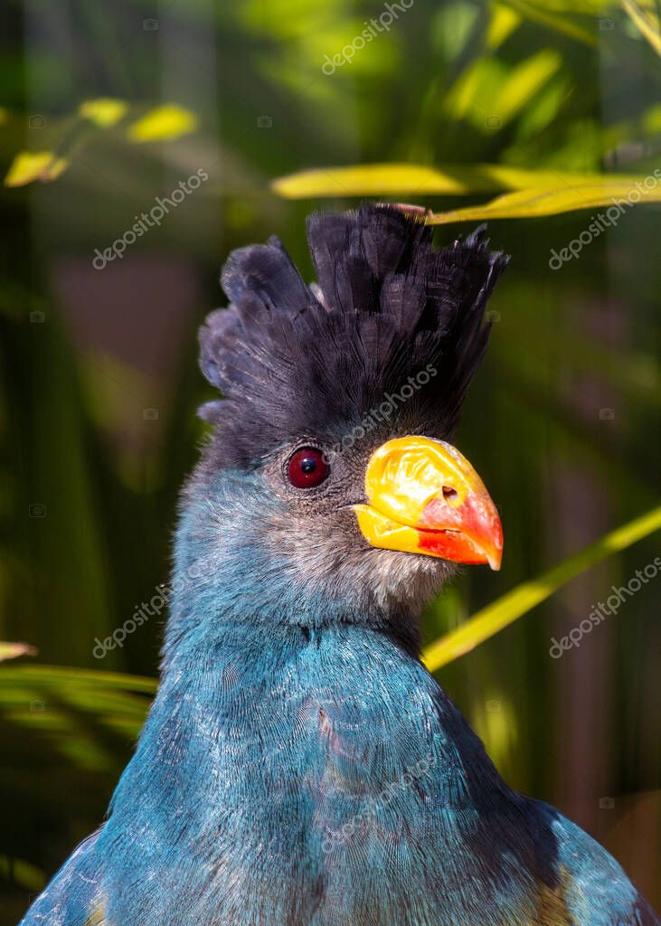 El magnífico Gran Turaco Azul (Corythaeola cristata) es una joya de las ...