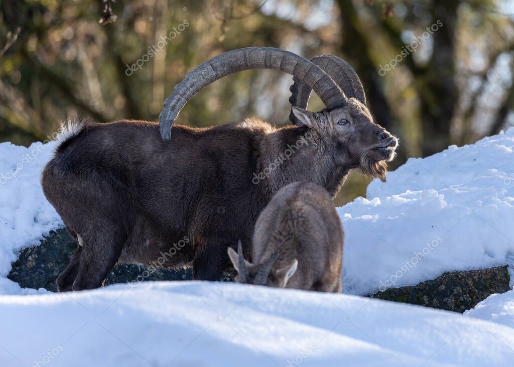 El magnífico íbice alpino (Capra ibex), una vista icónica en paisajes ...