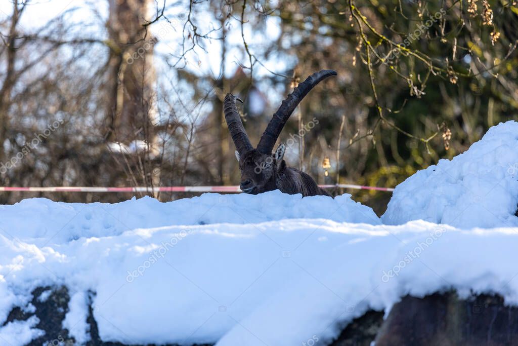 El magnífico íbice alpino (Capra ibex), una vista icónica en paisajes ...