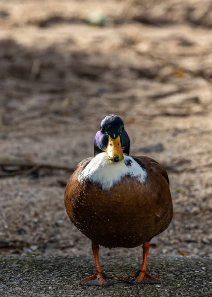 Confused duck Stock Photos, Royalty Free Confused duck Images ...