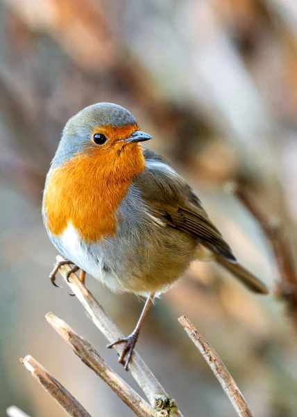 Erithacus rubecula, el Robin europeo, honra los Jardines Botánicos ...