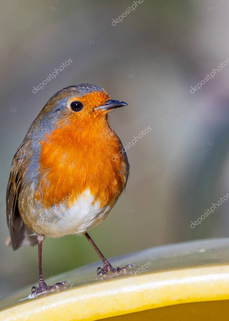 Erithacus rubecula, el Robin europeo, honra los Jardines Botánicos ...