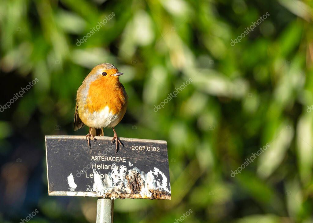 Erithacus rubecula, el Robin europeo, honra los Jardines Botánicos ...