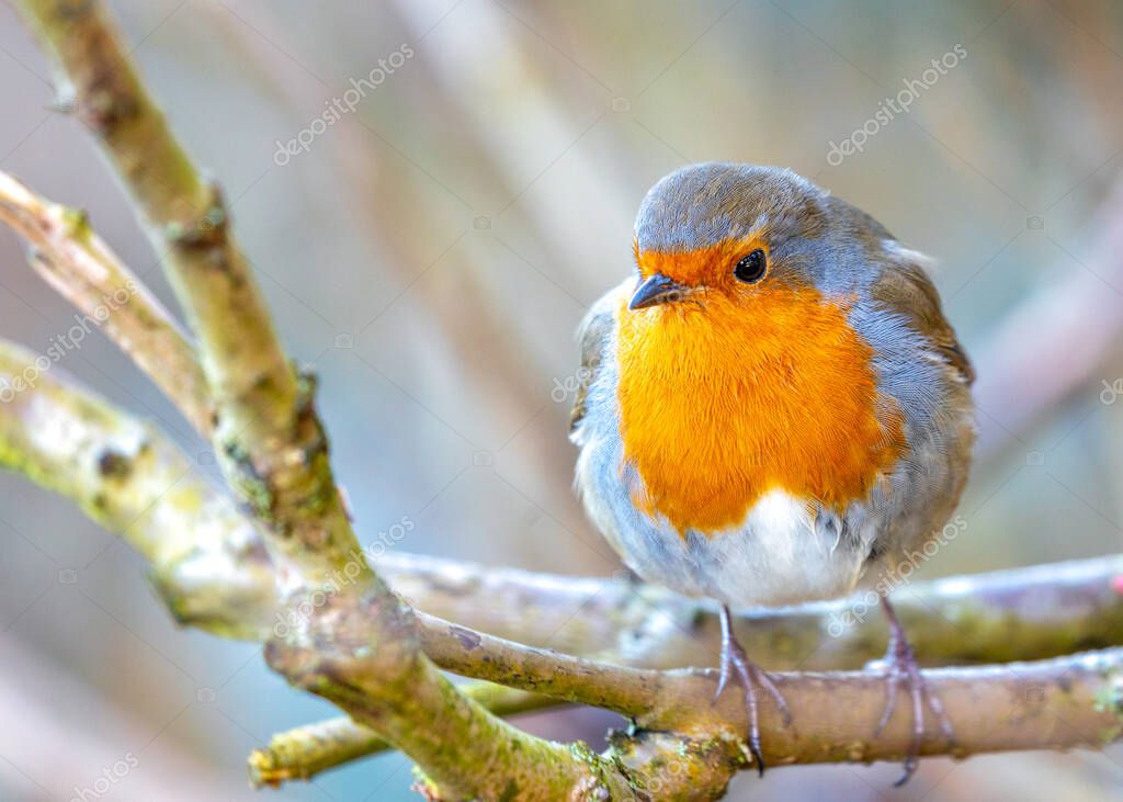 Erithacus rubecula, el Robin europeo, honra los Jardines Botánicos ...
