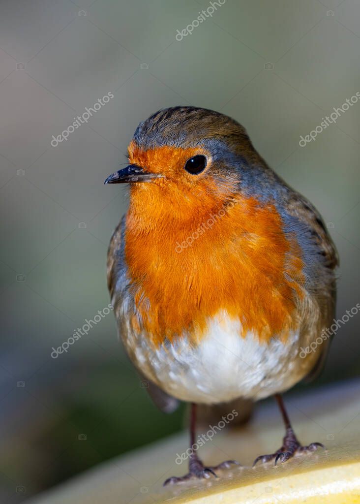 Erithacus rubecula, el Robin europeo, honra los Jardines Botánicos ...