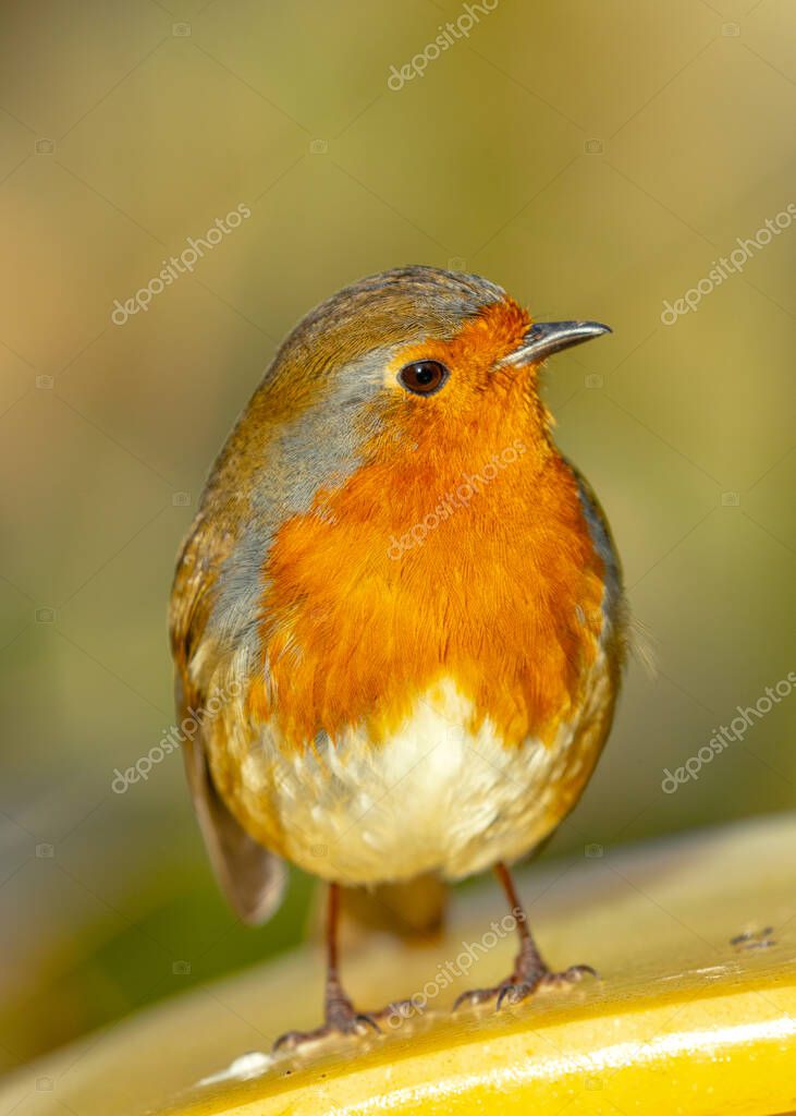 Erithacus rubecula, el Robin europeo, honra los Jardines Botánicos ...