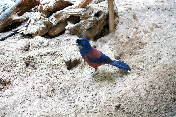 El exquisito Jay de Lidth (Garrulus lidthi) capturado en medio de los ...