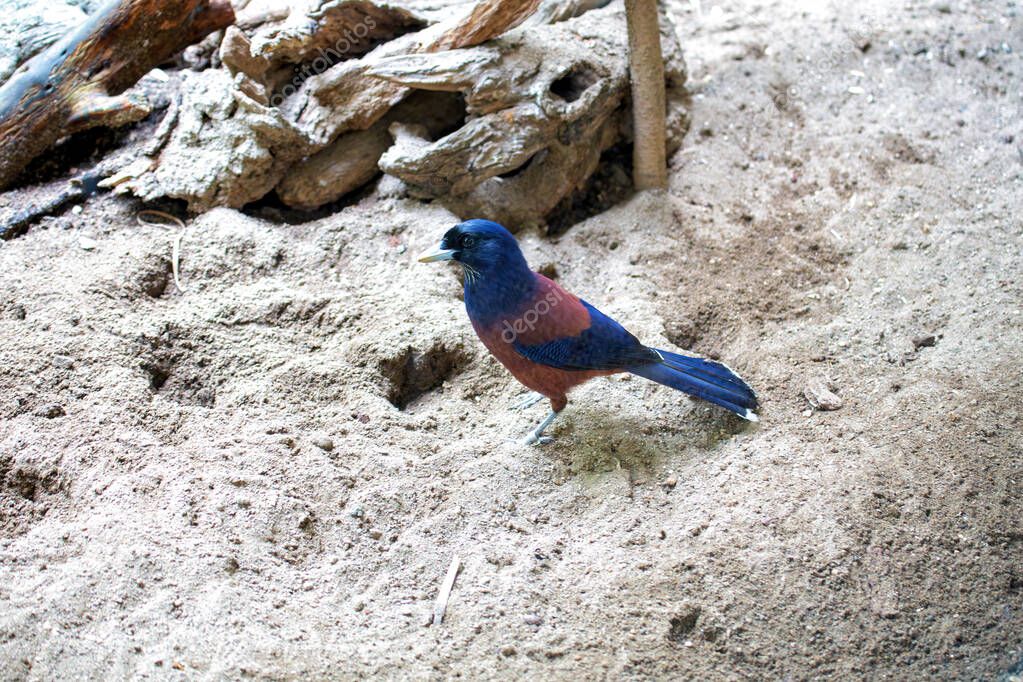 El exquisito Jay de Lidth (Garrulus lidthi) capturado en medio de los ...