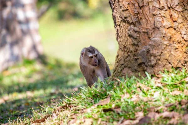 Macaco de cola de cerdo juguetón (Macaca leonina) retozando en la ...