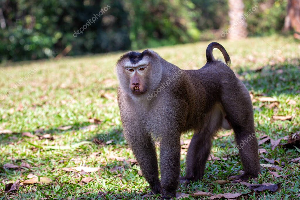 Macaco de cola de cerdo juguetón (Macaca leonina) retozando en la ...