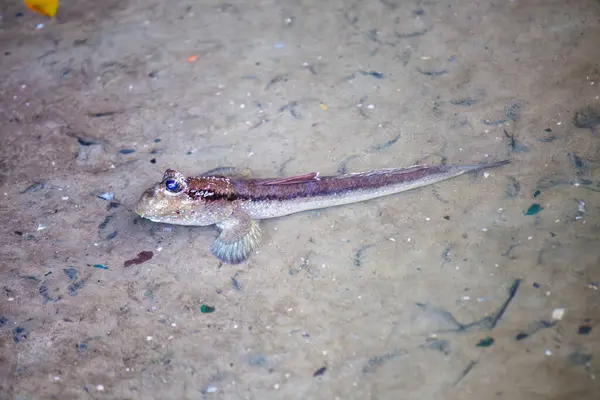 Intrigante Mudskipper (Periophthalmus barbarus) navegando por las ...