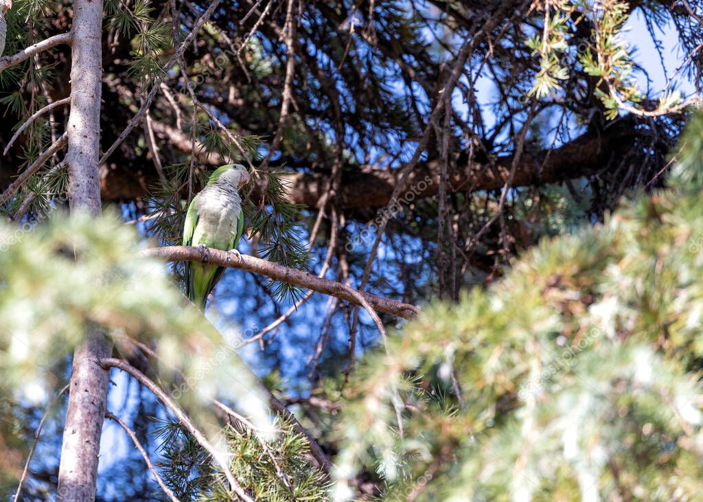 El animado periquito monje (Myiopsitta monachus) añade vitalidad al ...