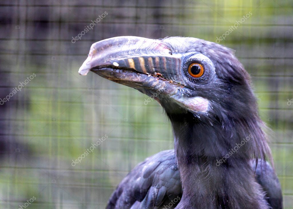 Majestuoso Luzon Tarictic Hornbill (Penelopides manillae) se eleva a ...