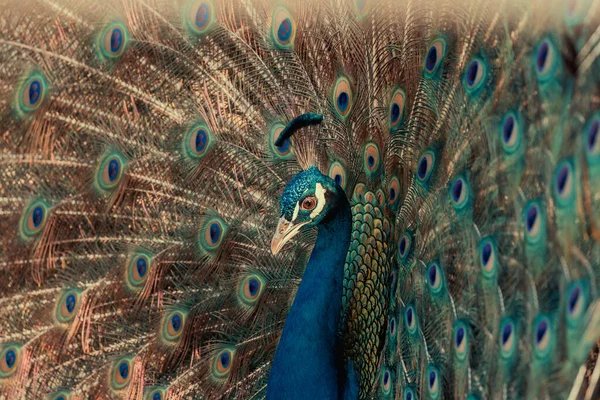 El Peafowl Común (Pavo cristatus), comúnmente conocido como el pavo ...