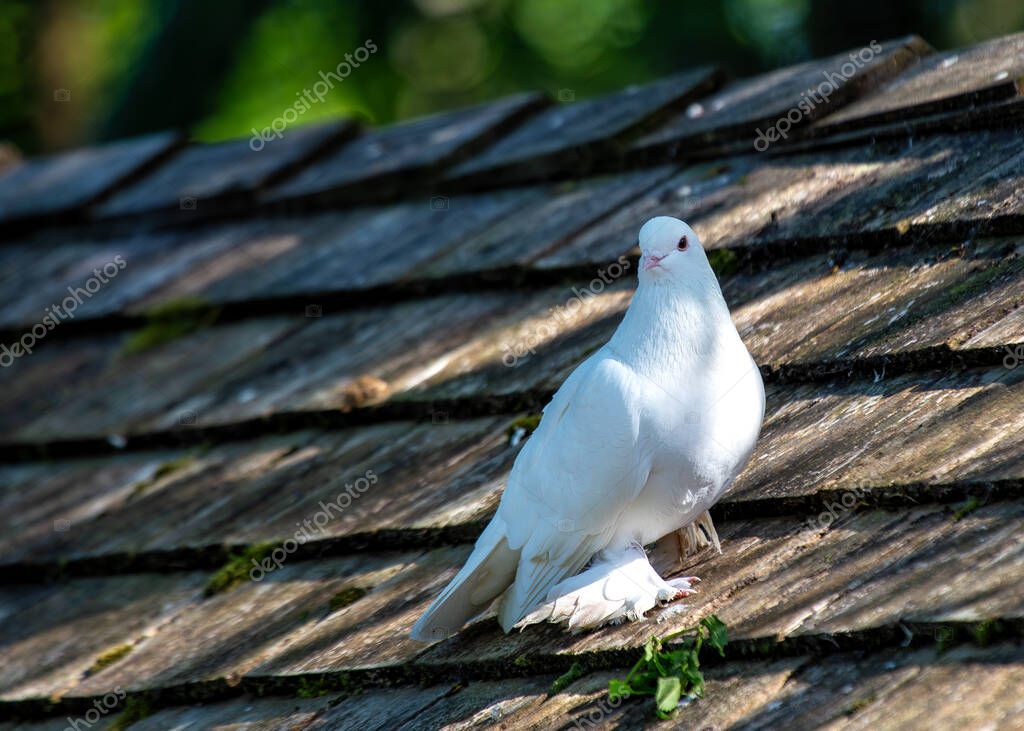 Una paloma cumuleto descansa en una percha en un entorno doméstico. 2024