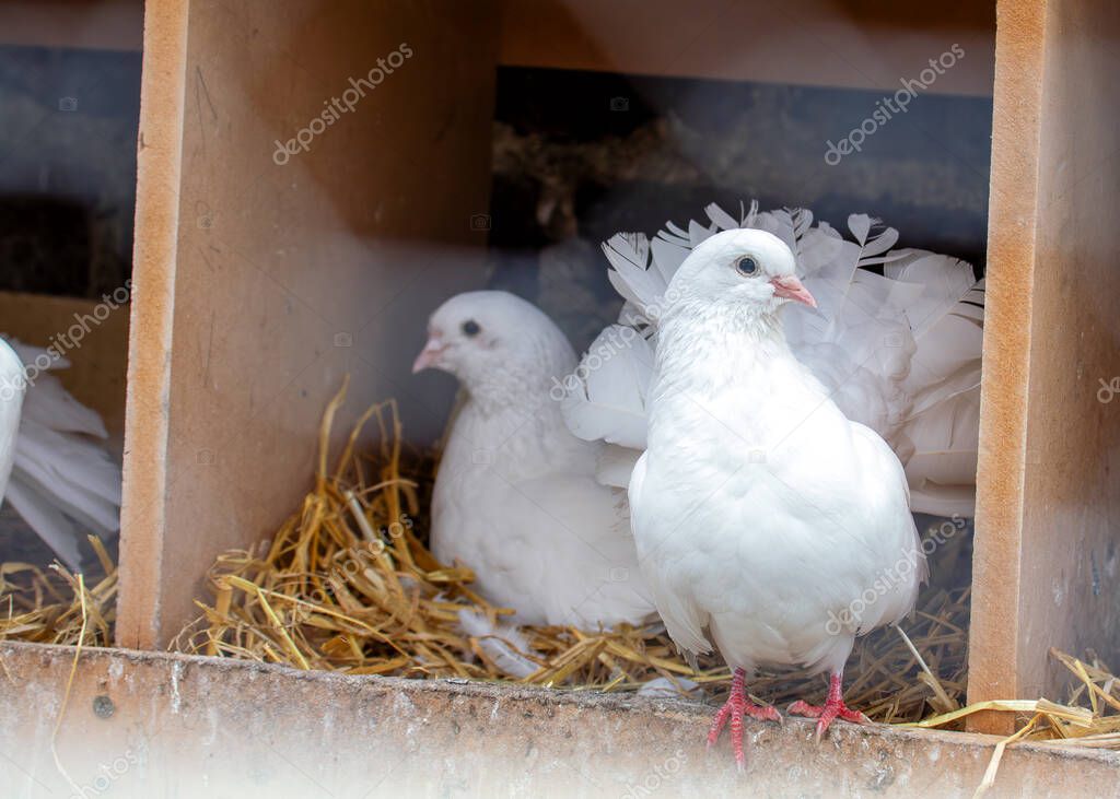 Una paloma cumuleto descansa en una percha en un entorno doméstico. 2024