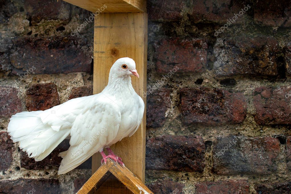 Una paloma cumuleto descansa en una percha en un entorno doméstico. 2024