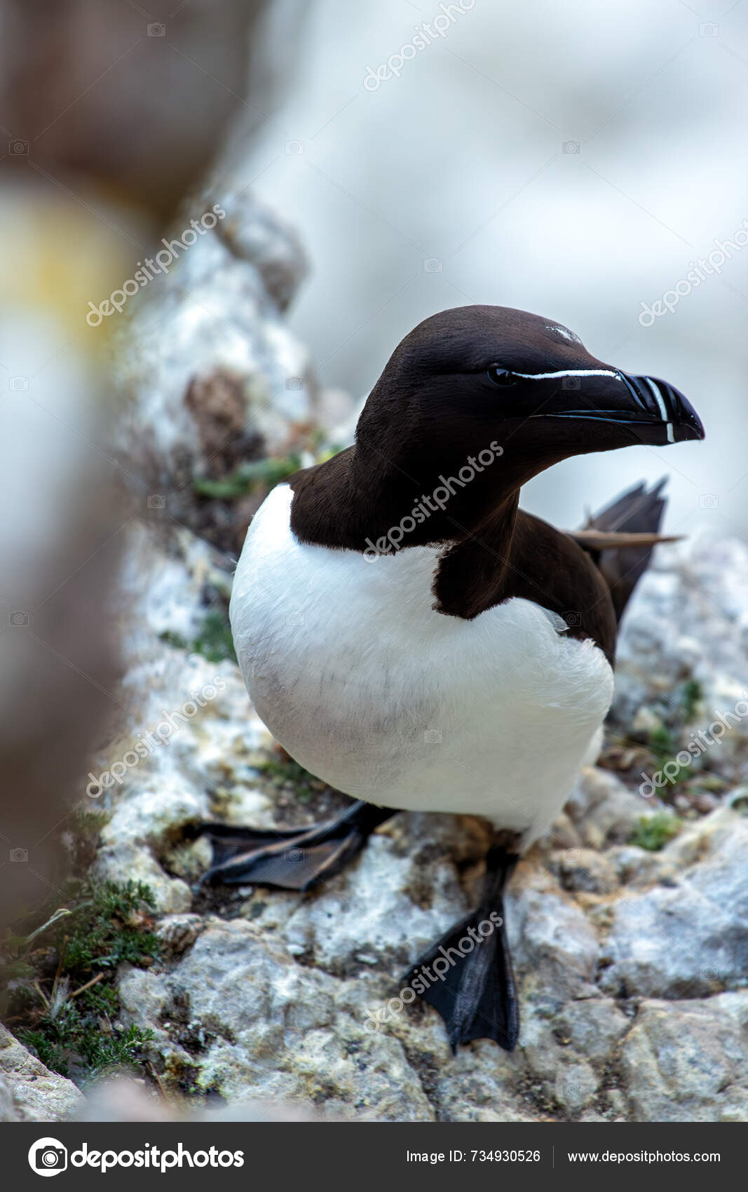 Razorbill Native North Atlantic Known Its Distinctive Black White ...