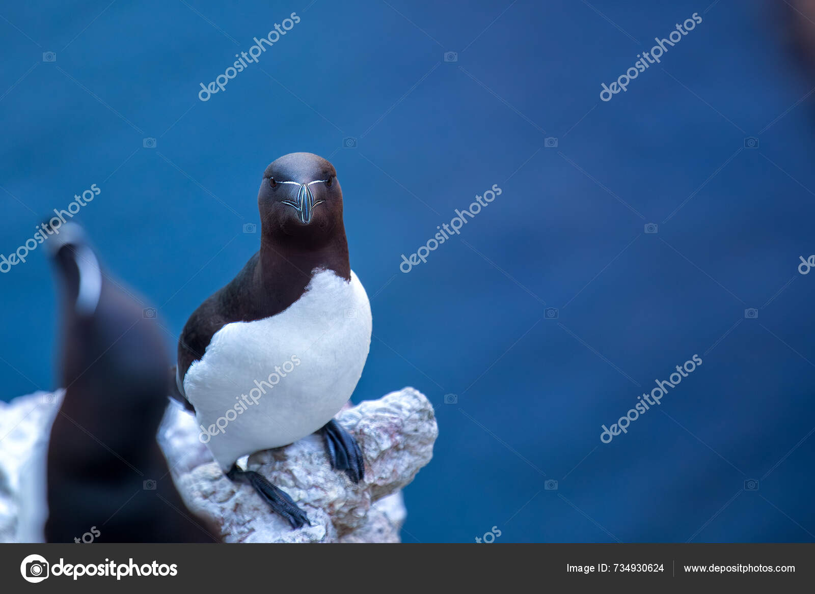 Razorbill Native North Atlantic Known Its Distinctive Black White ...