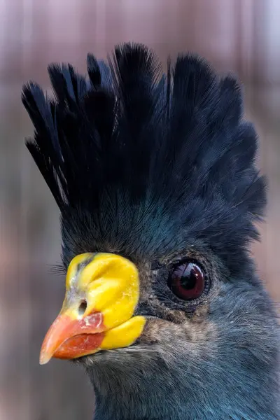 El gran turaco azul se alimenta de frutas y hojas. Se encuentra ...