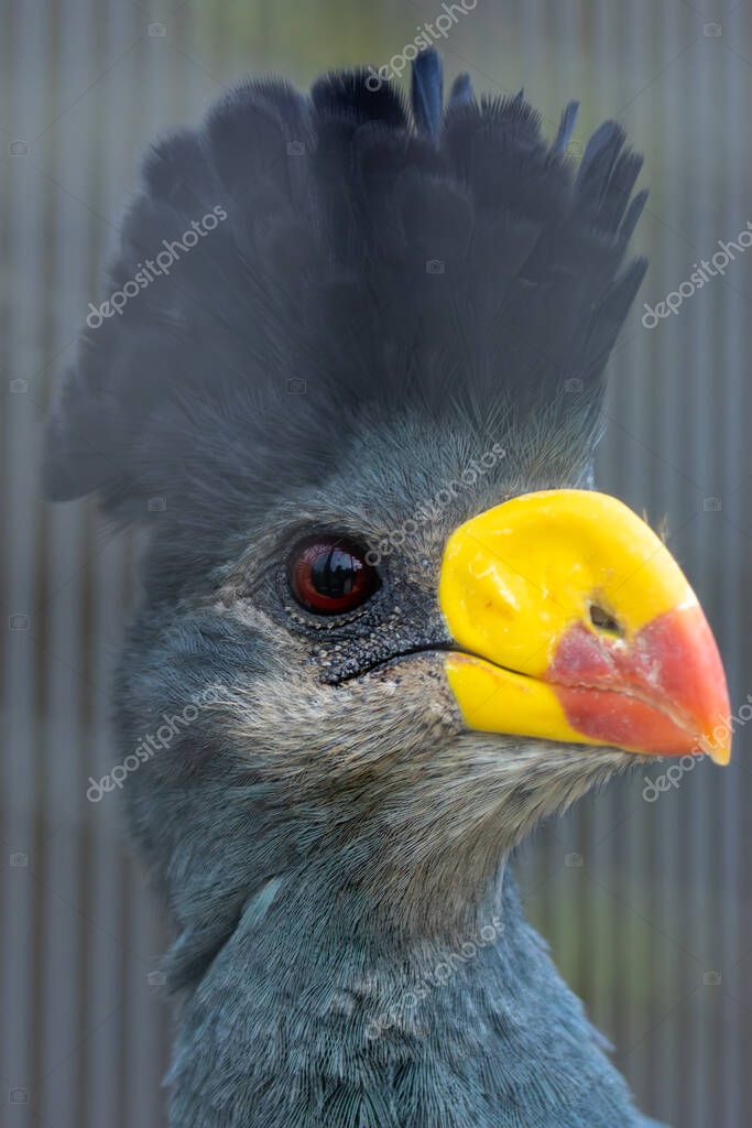 El gran turaco azul se alimenta de frutas y hojas. Se encuentra ...