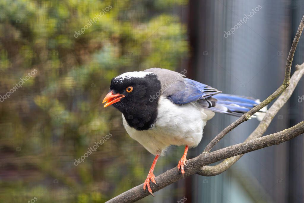 La urraca azul de pico rojo se alimenta de frutas, insectos y animales ...