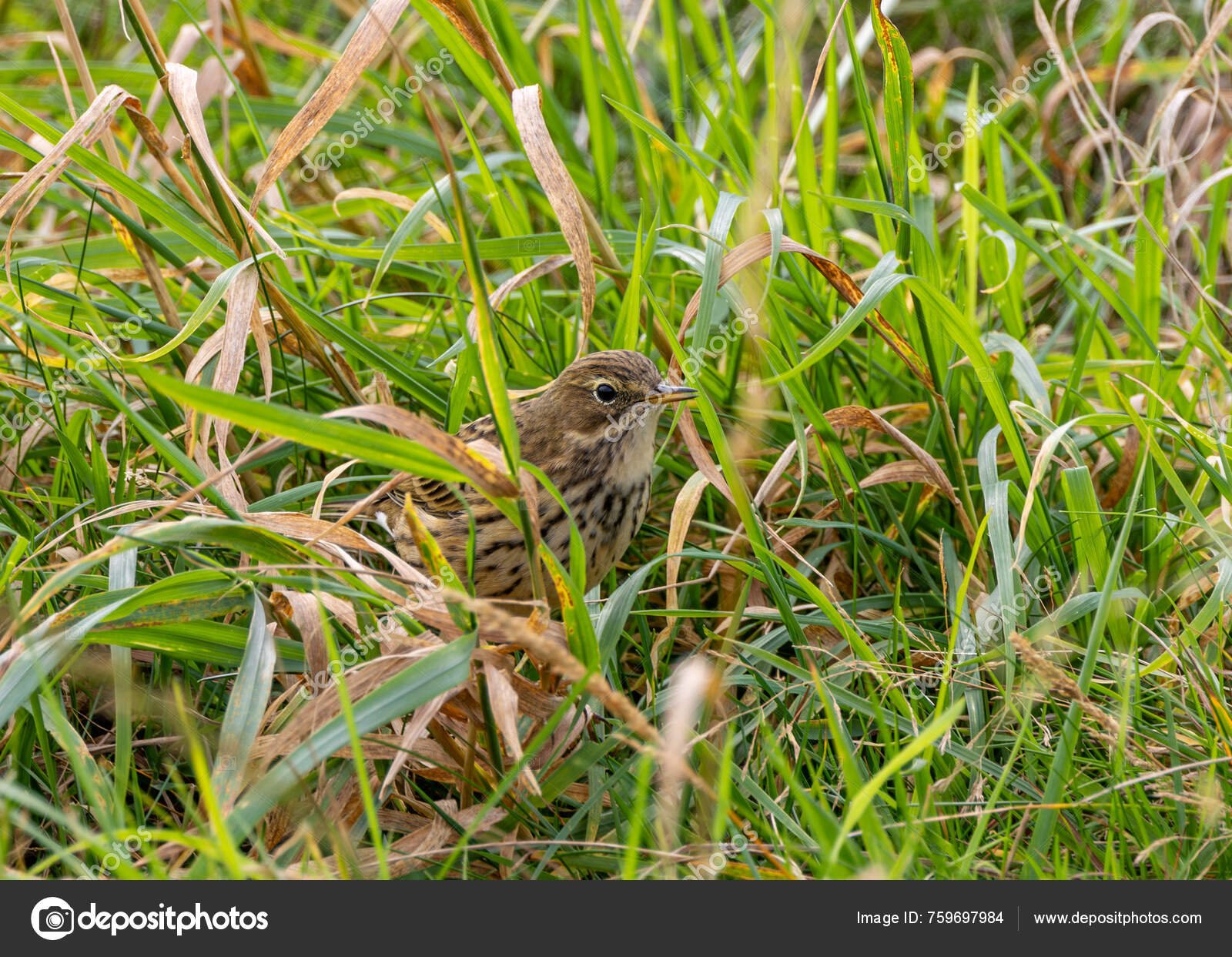 Meadow Pipit Small Insect Eating Bird Forages Grassy Plains Photo ...
